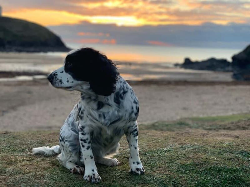 Wild west: Tour Cornwall`s rugged west coast. - Who Should Consider This Tour?