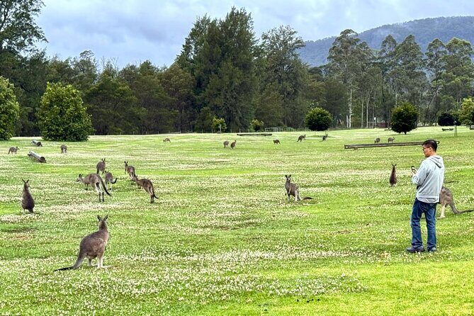 WILD Wombat and Kangaroo Day Tour, All Inclusive - Final Thoughts: Is This Tour Worth It?