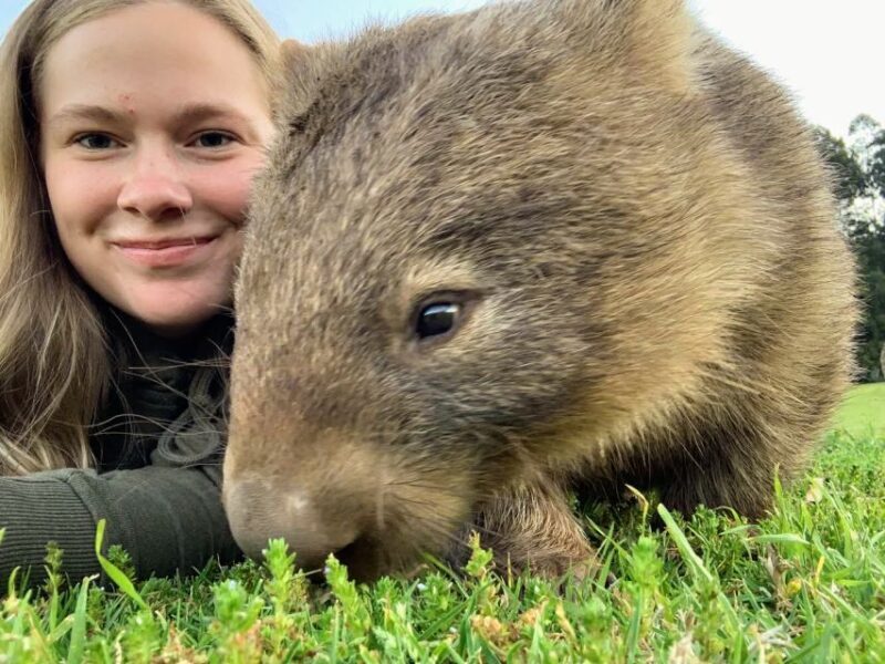 WILD Wombats and Kangaroo Experience, All Inclusive, Sydney - Key Points