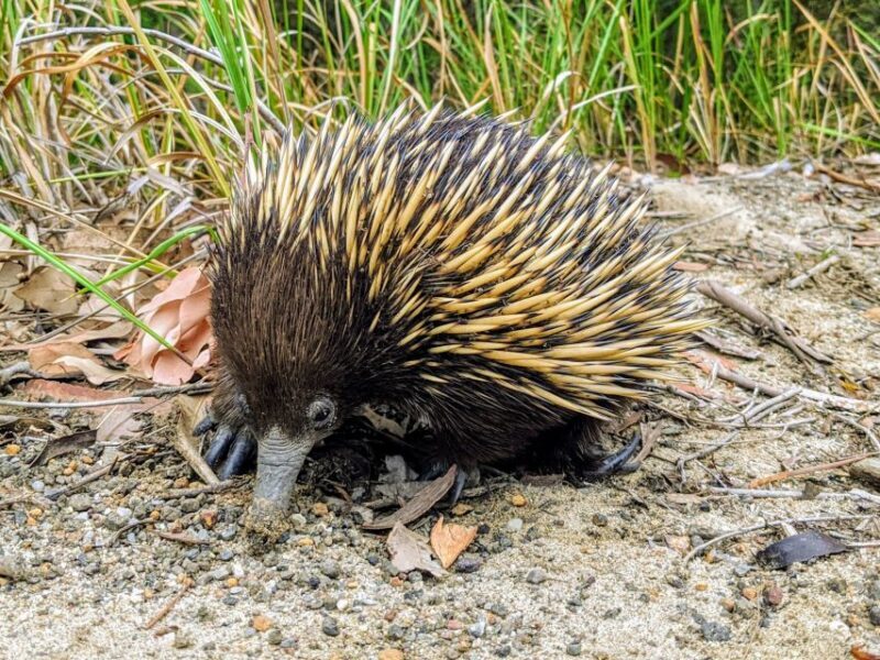 WILD Wombats and Kangaroo Experience, All Inclusive, Sydney - Transportation and Group Dynamics