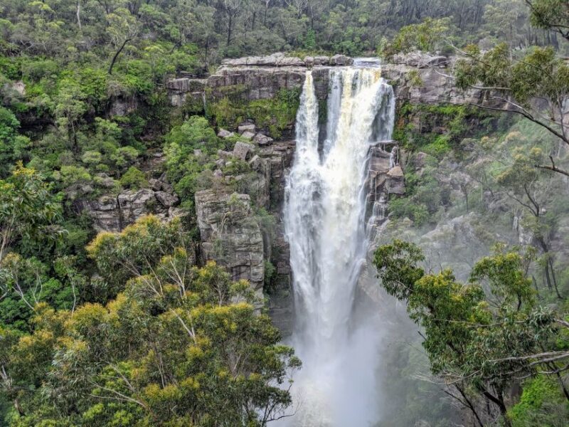 WILD Wombats and Kangaroo Experience, All Inclusive, Sydney - Reviews and Authentic Perspectives