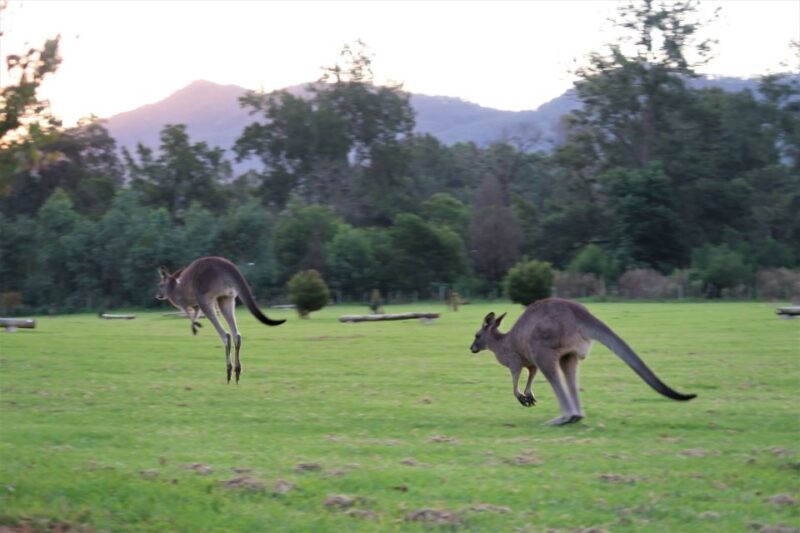 WILD Wombats and Kangaroo Experience, All Inclusive, Sydney - Final Thoughts