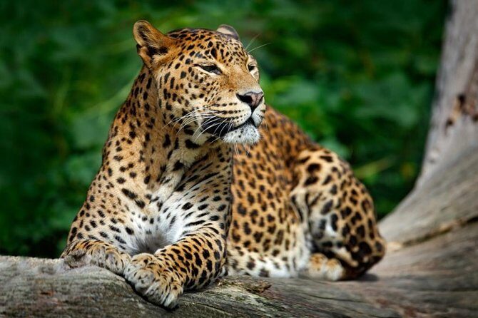 Wild Wonders & Hidden Temples from Hikkaduwa (2 Days) - Key Points