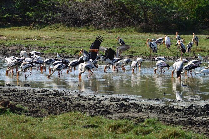 Wild Wonders & Hidden Temples from Hikkaduwa (2 Days) - Day 2: Yala’s Wildlife and Local Hot Springs