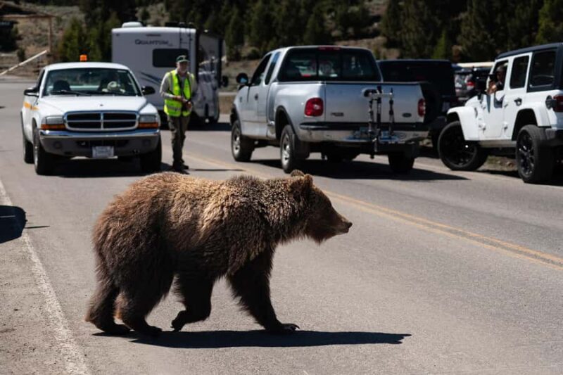 Wild Yellowstone 1 Day | Wildlife Photography Tour - Key Points