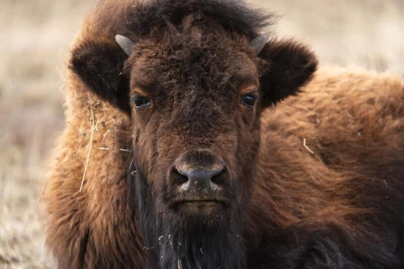 Wild Yellowstone 1 Day | Wildlife Photography Tour - The Experience and Its Value