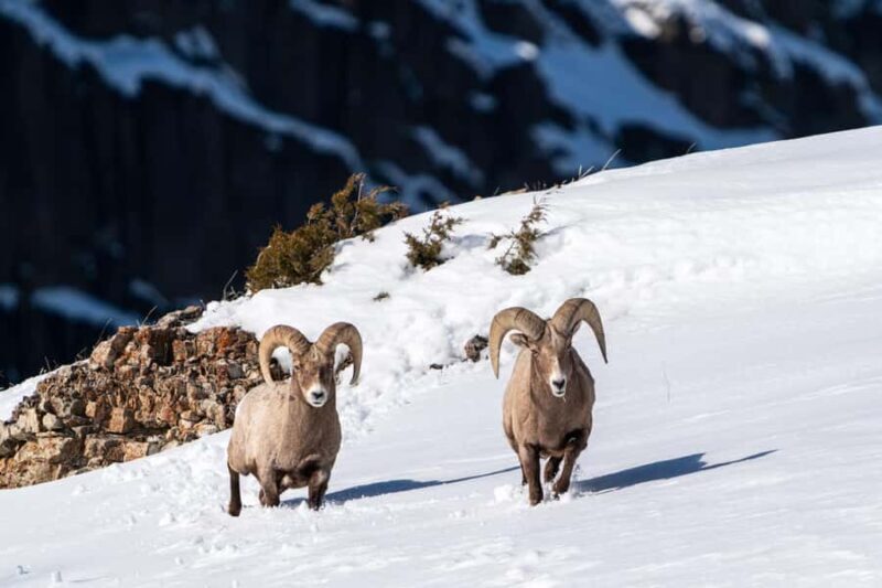 Wild Yellowstone 1 Day | Wildlife Photography Tour - The Sum Up