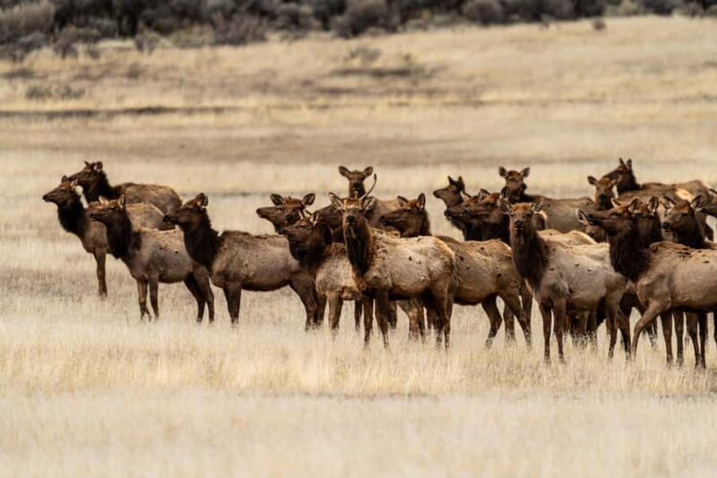 Wild Yellowstone 1 Day | Wildlife Photography Tour - FAQ