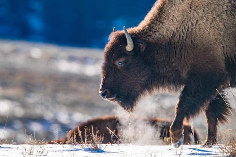 Wild Yellowstone 3 Day | Wildlife Photography Tour - Exploring Yellowstone in Winter: What to Expect