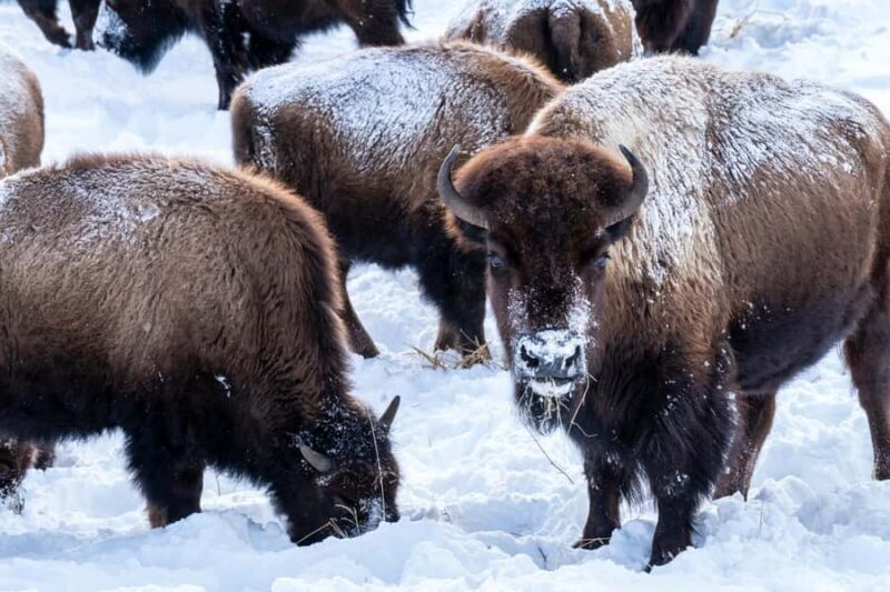 Wild Yellowstone 3 Day | Wildlife Photography Tour - Value and Pricing: Is It Worth It?