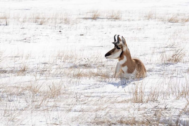Wild Yellowstone 3 Day | Wildlife Photography Tour - Final Thoughts: Is It Right for You?