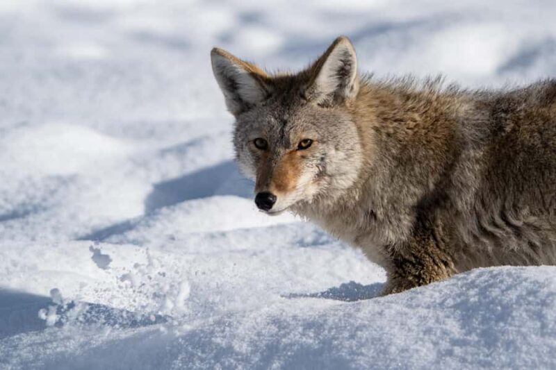 Wild Yellowstone Half-Day | Photography Tour in Yellowstone - The Sum Up