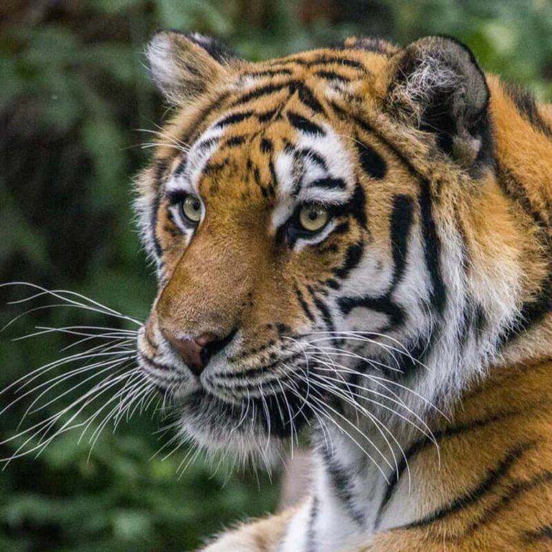 Wilder Institute/Calgary Zoo Entry Ticket - Key Points