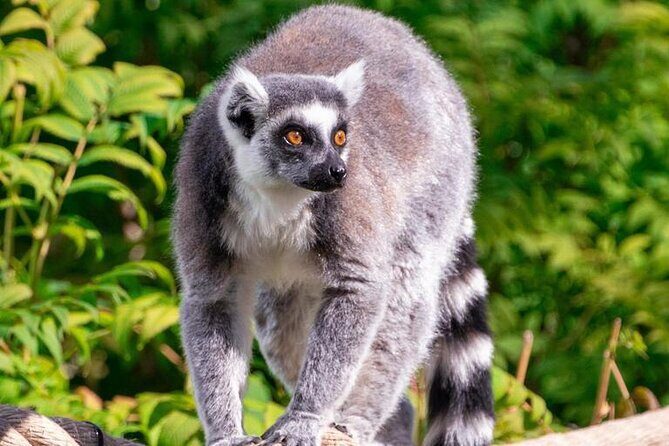 Wilder Institute/Calgary Zoo: Entry Ticket - Why the Calgary Zoo Excels