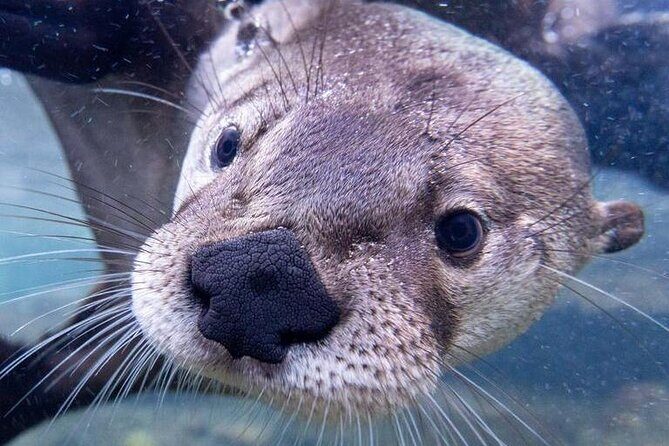 Wilder Institute/Calgary Zoo: Entry Ticket - The Value of Your Ticket