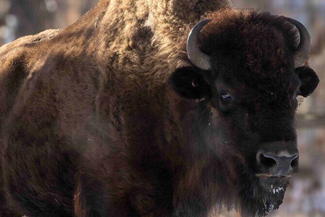 Wilder Institute/Calgary Zoo: Entry Ticket - FAQs