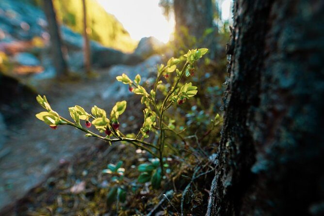 Wilderness Survival Tour - Summer & Autumn - Key Points