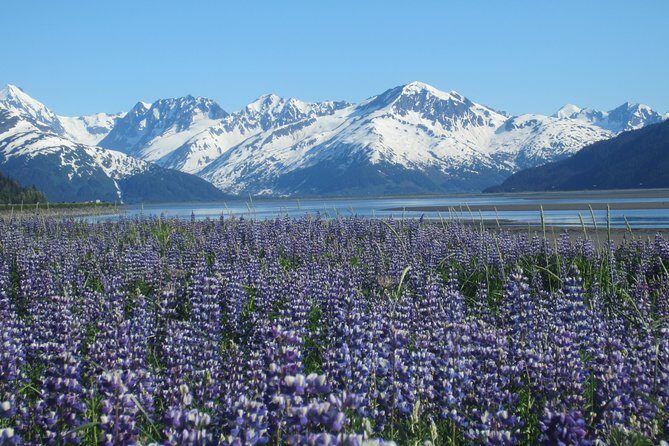Wildlife and Glaciers with a walk in the Rainforest - A Deep Dive into the Experience