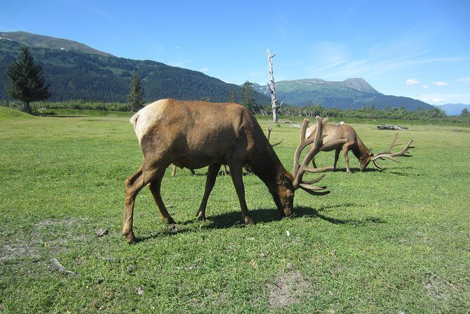 Wildlife and Glaciers with a walk in the Rainforest - Who Should Book This Tour?