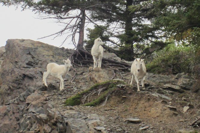 Wildlife and Glaciers with a walk in the Rainforest - Final Thoughts