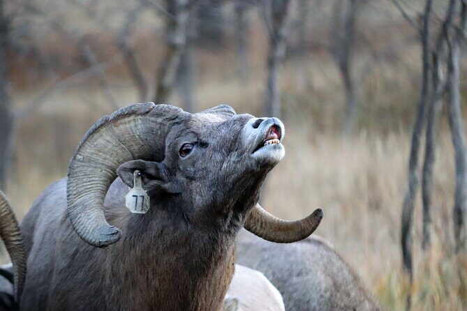 Wildlife and Iconic Roads: The Black Sheep Tour - The Sum Up