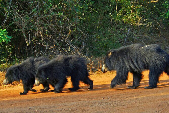 Wildlife and Nature Tour (18 Days , 17 Nights) - Final Thoughts