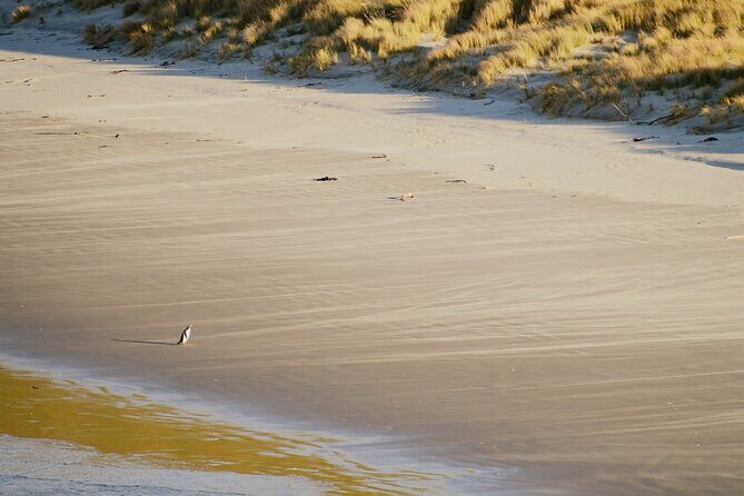 Wildlife and Penguin Tour - An In-Depth Look at the Wildlife & Penguin Tour