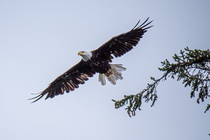 Wildlife and Scenery in Ketchikan - Wildlife and Scenery in Ketchikan: A Tailored Water Adventure