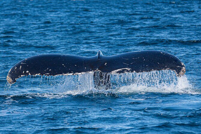Wildlife and Scenery in Ketchikan - Discovering Ketchikan’s Waterways — What to Expect