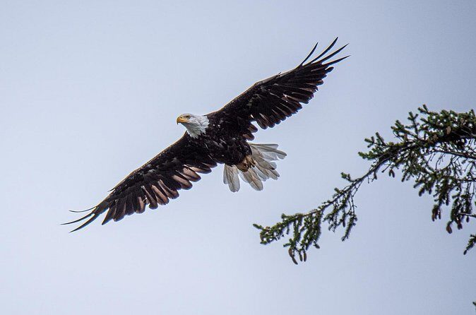 Wildlife and Scenery in Ketchikan - Who Will Enjoy This Tour?