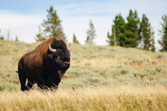 Wildlife and Waterfalls - Travel Through Hayden Valley
