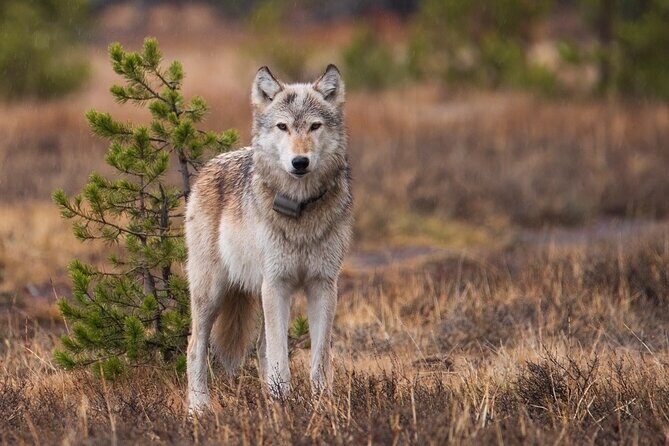 Wildlife and Waterfalls - The Meal and Extras