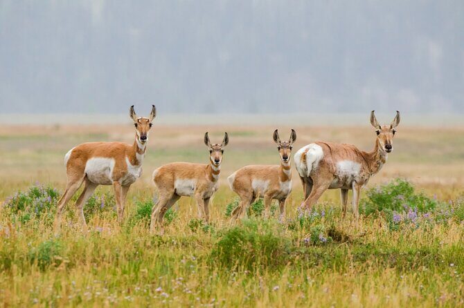 Wildlife and Waterfalls - Who Will Love This Tour?