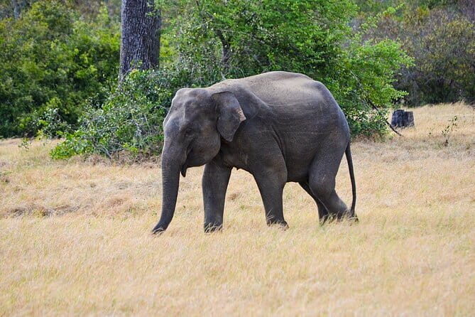 Wildlife and World Heritage Tour from Hikkaduwa (2 Days) - Final Thoughts: Is It Worth It?