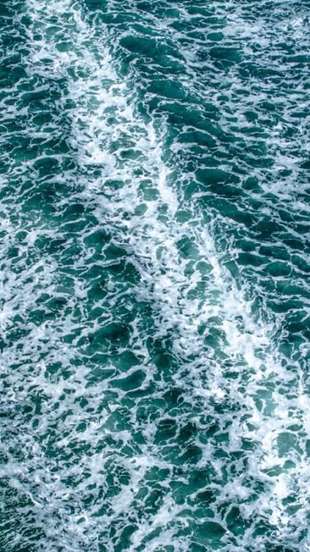 Wildlife Boat Cruise: Port Townsend, WA - Practical Details and Tips