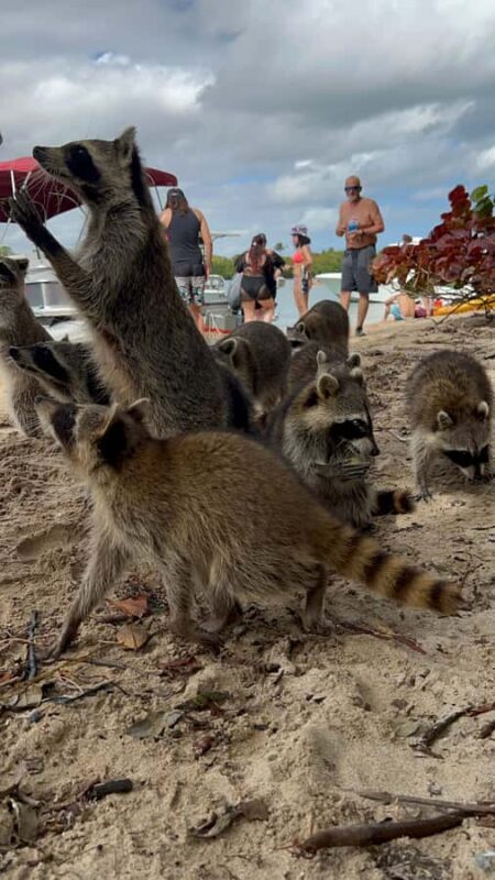 Wildlife Boat Tour & Racoon Island - What Makes This Tour Special?