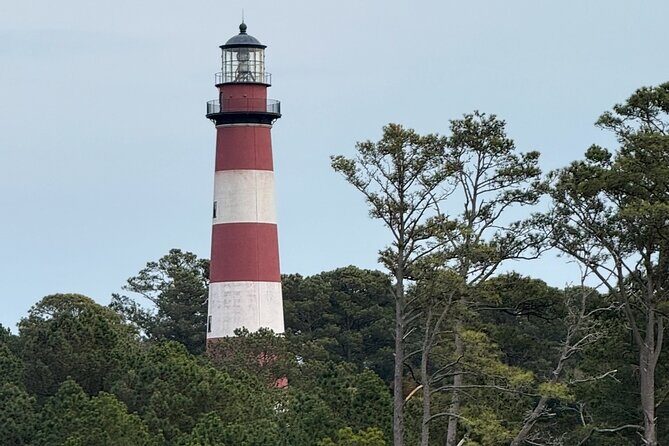 Wildlife Boat Tour with Wild Ponies and Dolphins in Chincoteague - Highlighted Reviews and What They Say