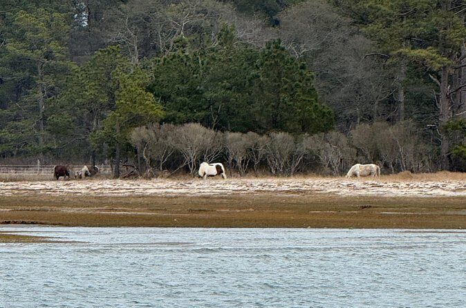 Wildlife Boat Tour with Wild Ponies and Dolphins in Chincoteague - The Bottom Line