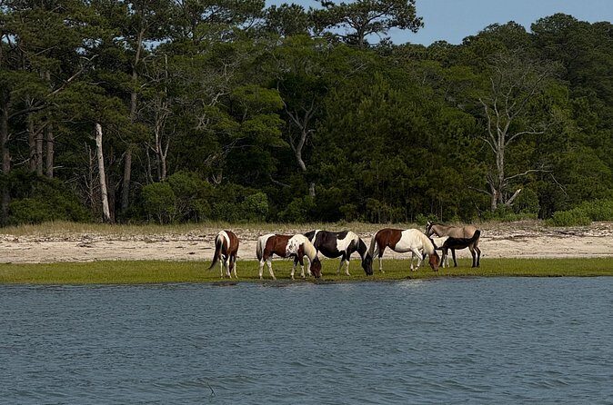 Wildlife Boat Tour with Wild Ponies and Dolphins in Chincoteague - FAQ