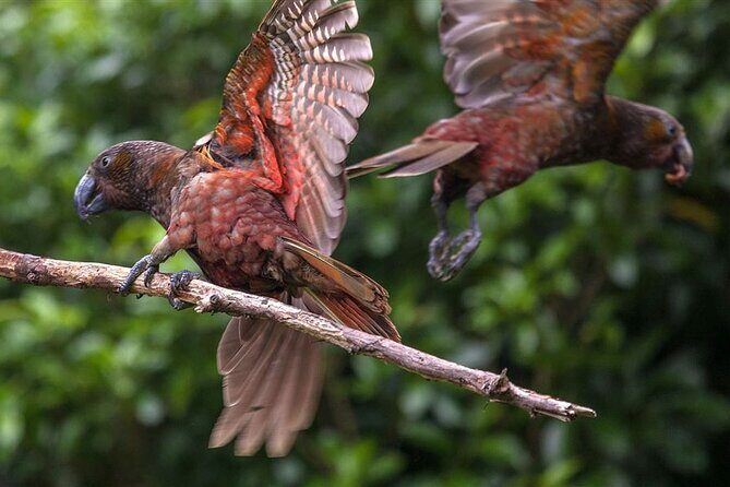 Wildlife Centre Experience - The Scenic Drive from Wellington
