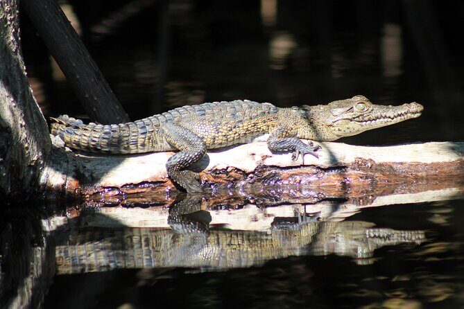 Wildlife Eco Tour on the coast of Oaxaca. - Frequently Asked Questions