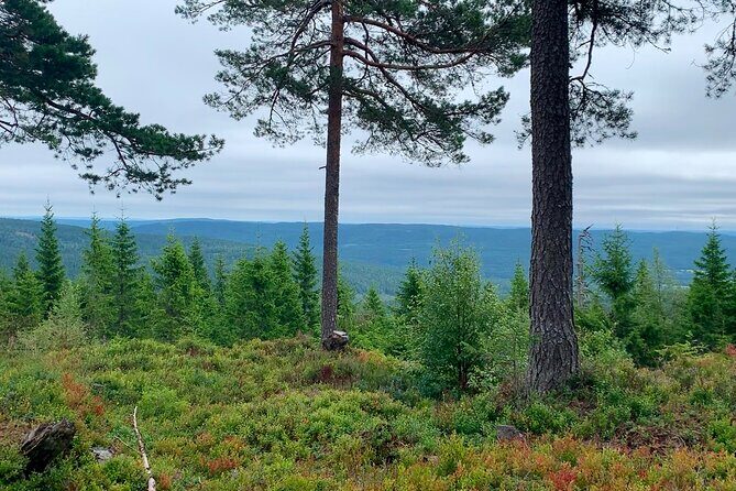 Wildlife Forest Hike - Final Thoughts