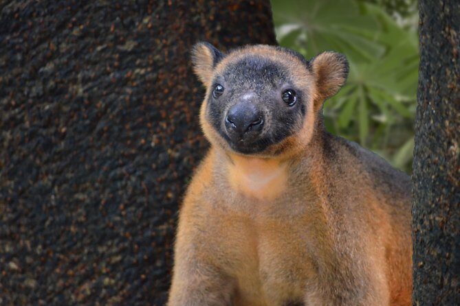 Wildlife Habitat Port Douglas - An Authentic Aussie Wildlife Experience in Port Douglas