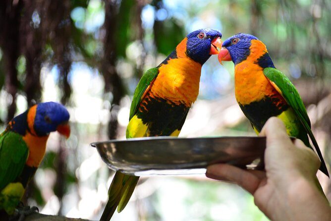 Wildlife Habitat Port Douglas - FAQs