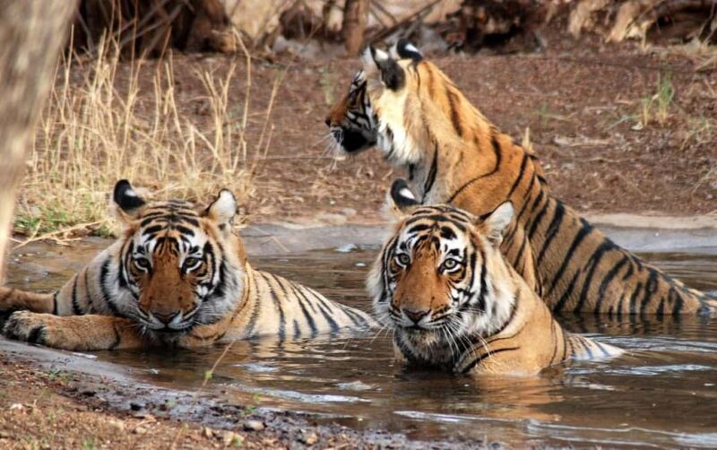 Wildlife & Heritage: Double Safari with Jaipur from Delhi - Key Points