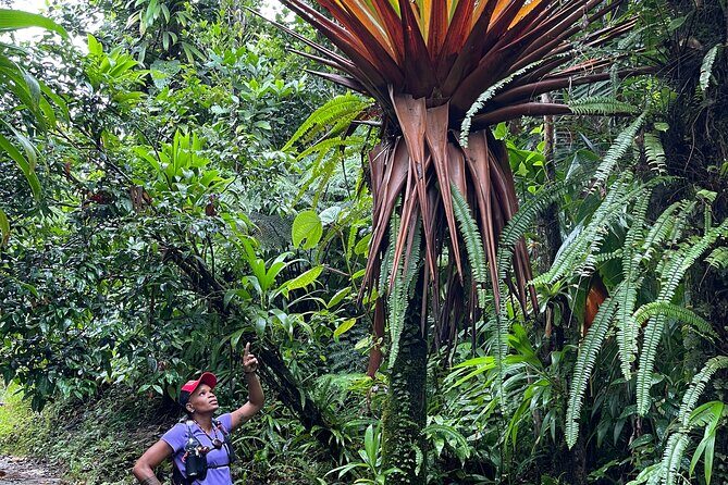 Wildlife Hike Middleham Falls - Introducing the Experience