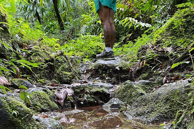 Wildlife Hike Middleham Falls - Authentic Experiences & Feedback