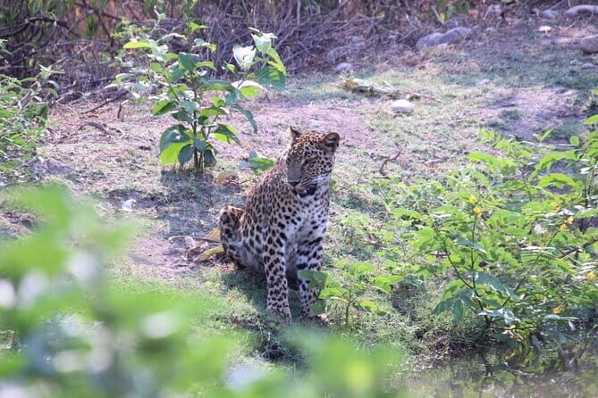 Wildlife Jungle Jeep Safari Ranipur Range, Rajaji National Park - Key Points
