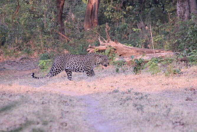 Wildlife Jungle Jeep Safari Ranipur Range, Rajaji National Park - Exploring the Ranipur Range: A Natural Wonderland