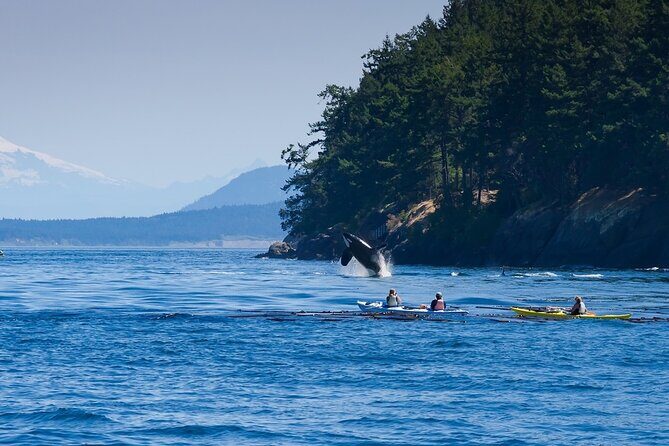Wildlife Kayak Tour at Fort Flagler State Park - Introduction to the Wildlife Kayak Tour